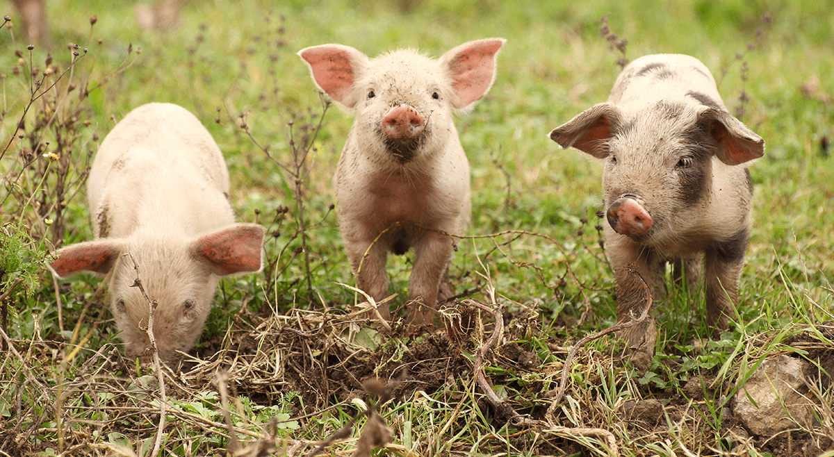 Australian Pork Newspaper – The only specialised pork paper