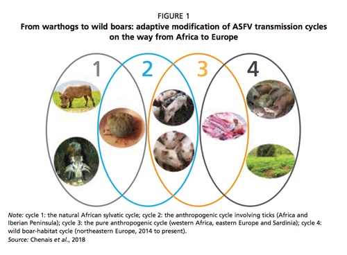 African swine fever in Europe’s wild boar