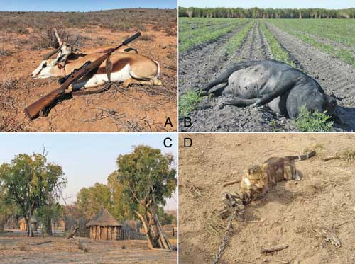 Why humans kill animals - Part 2 - Australian Pork Newspaper