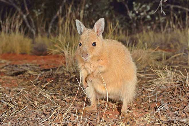 Why humans kill animals - Part 3 - Australian Pork Newspaper