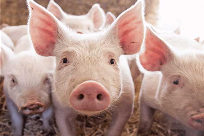 How consumers can choose higher welfare pork - Australian Pork Newspaper